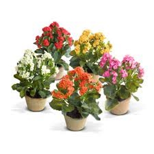 Mini Kalanchoes