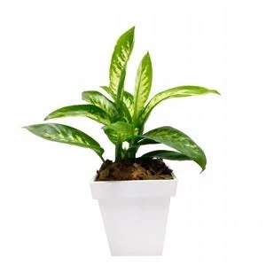 Bethy Flores | Floricultura Online de São Paulo