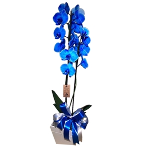 Bethy Flores | Floricultura Online de São Paulo