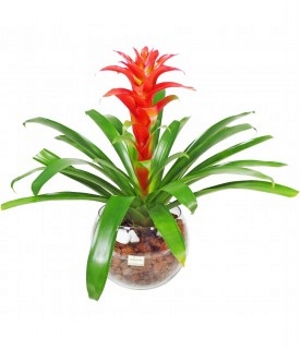 Bromélia no Vaso de Vidro