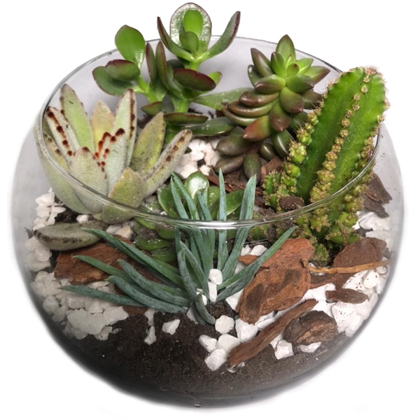 Arranjo de Suculentas com Caquitos